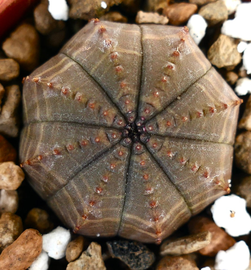 Euphorbia obesa | Botanical Archive | Unique Succulent Find