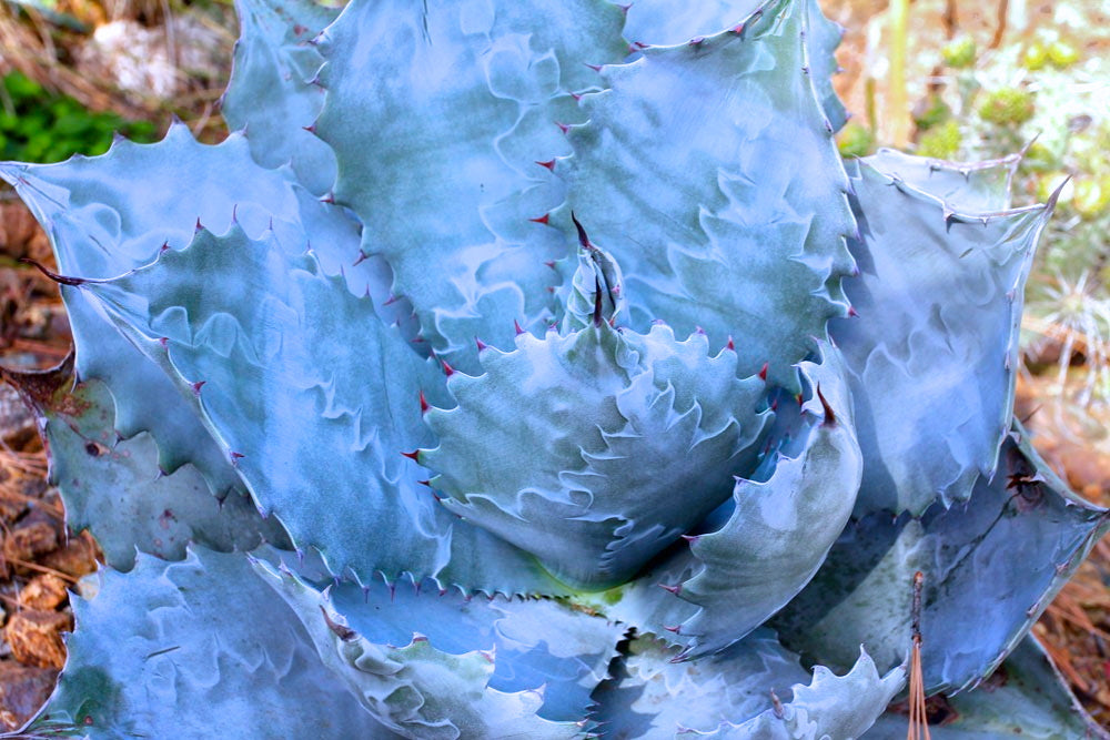 Agave Colorata - Botanical Archive