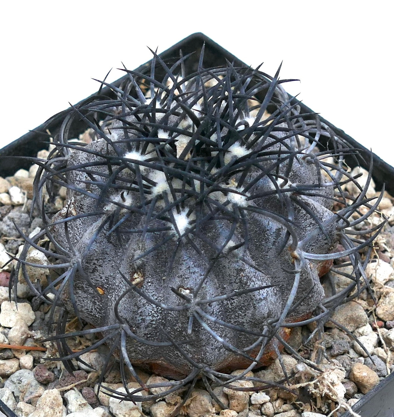 Collezione Copiapoa griseoviolacea | Botanical Archive | Acquista ora