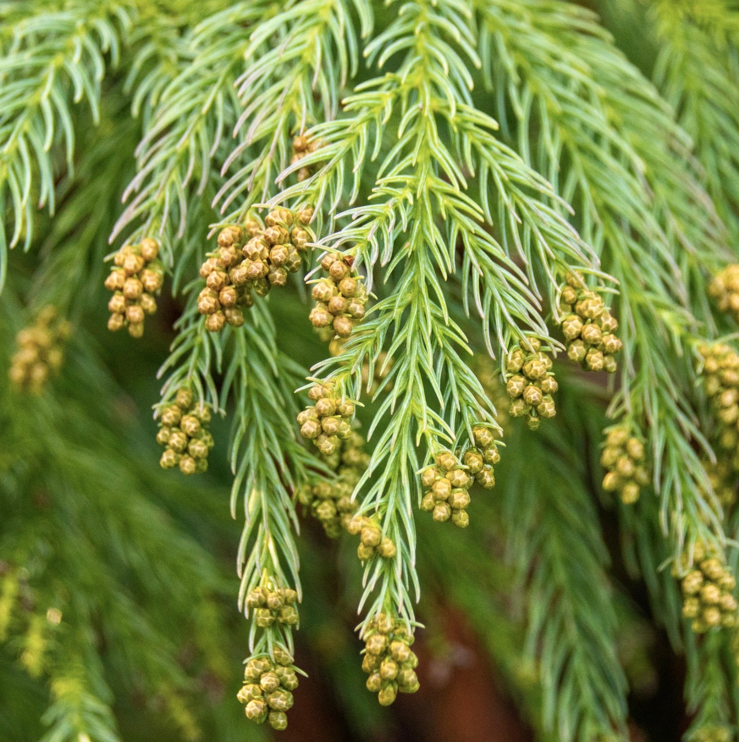 Cryptomeria japonica – Botanical Archive