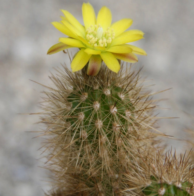 Mila caespitosa | botanicalarchive.com | Rare Cactus Seeds & Plants