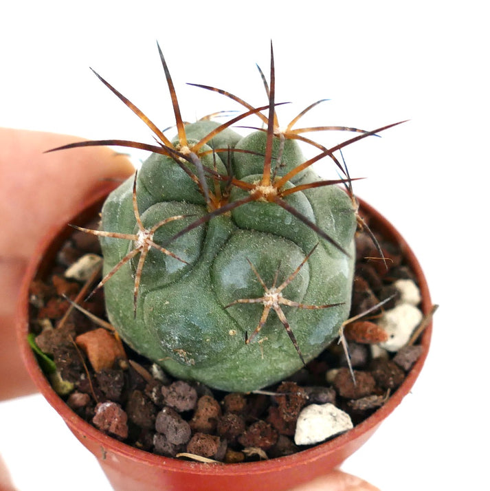 Copiapoa solaris GH791 – Botanical Archive