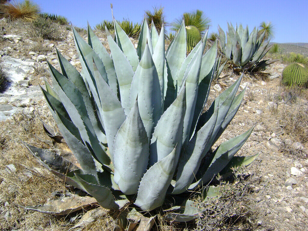 Agave scabra | Sementes e Plantas de Agave Raras | Envio Mundial | Comprar