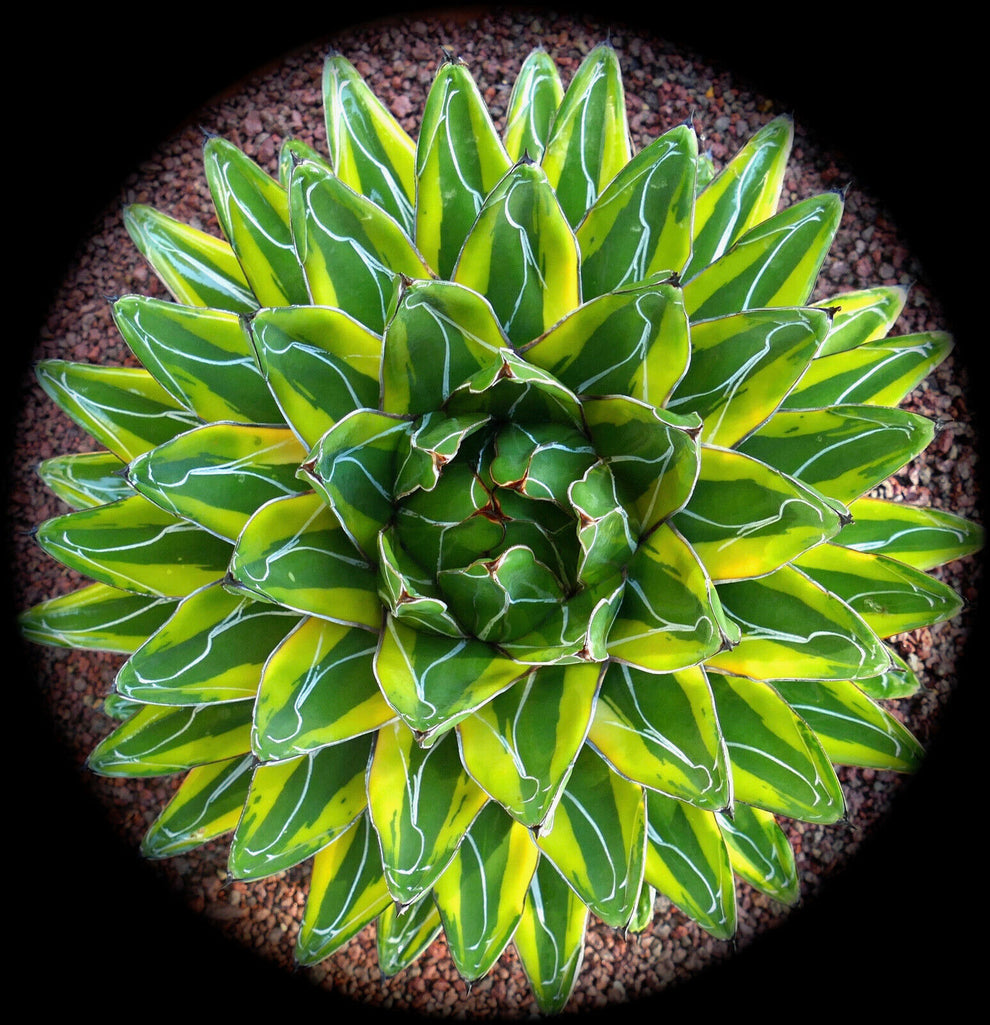 Agave victoriae-reginae | Unieke Plant voor Verzamelaars