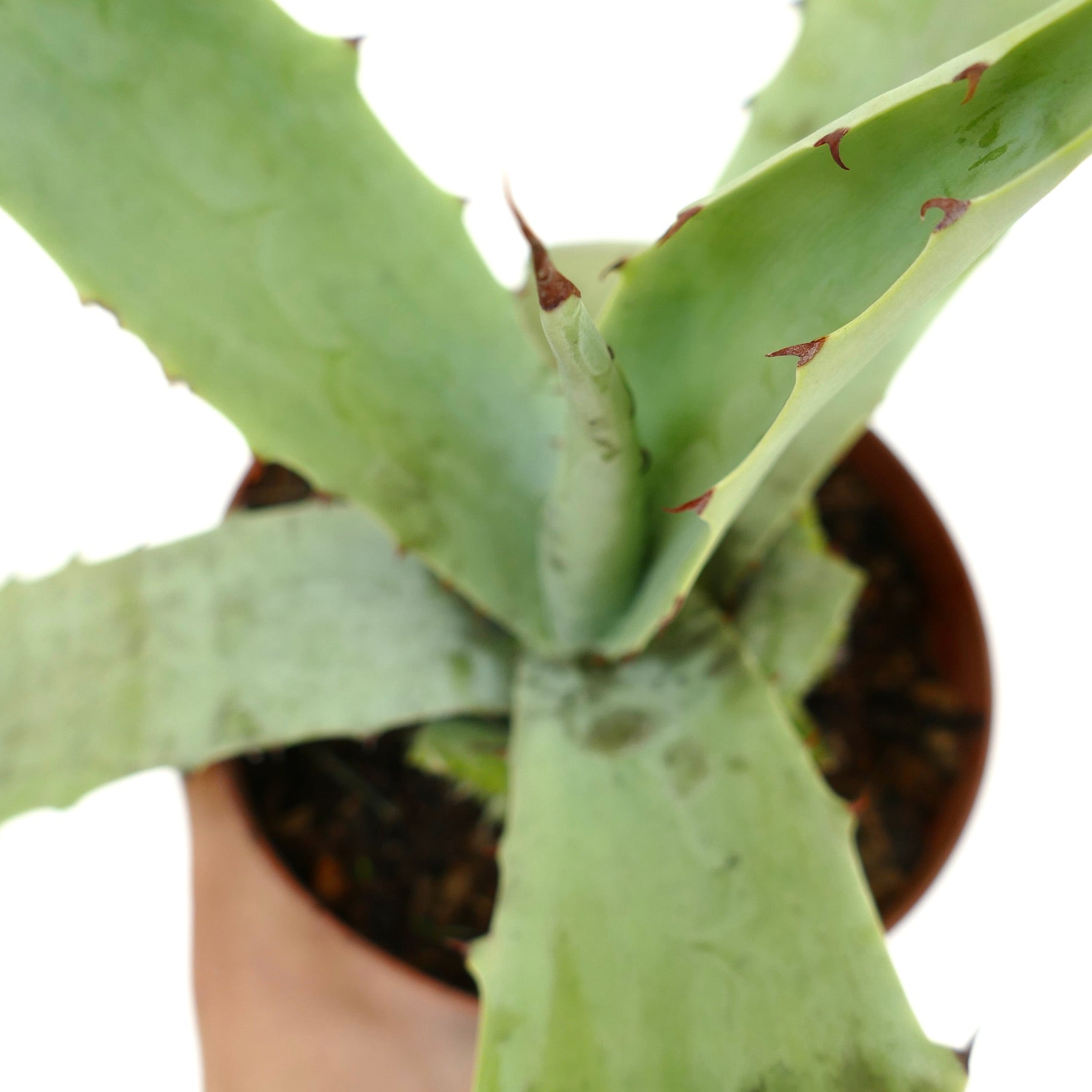 Agave americana Hybrid | Botanical Archive | Unique Succulents