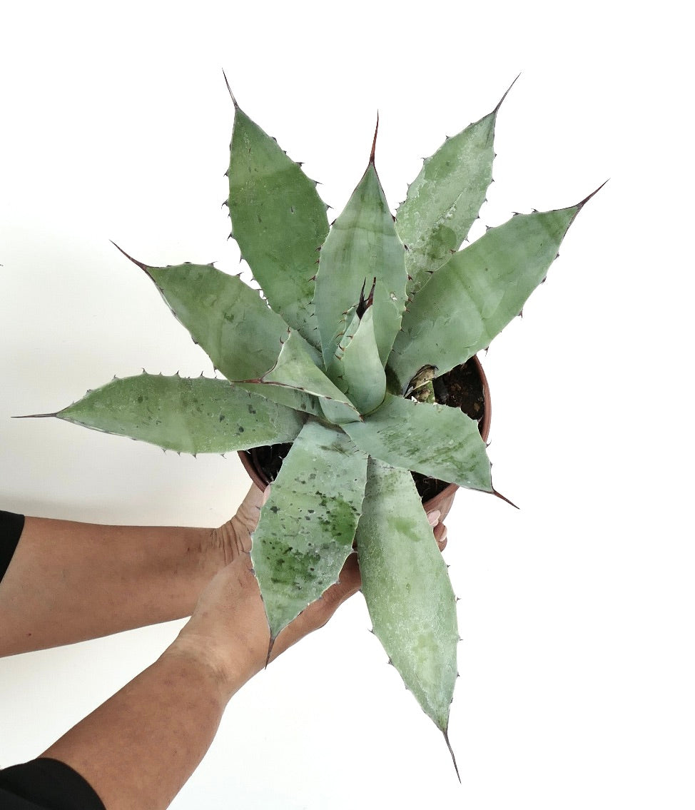 Agave Hybrid | Botanical Archive | Buy Now From Our Rare Collection