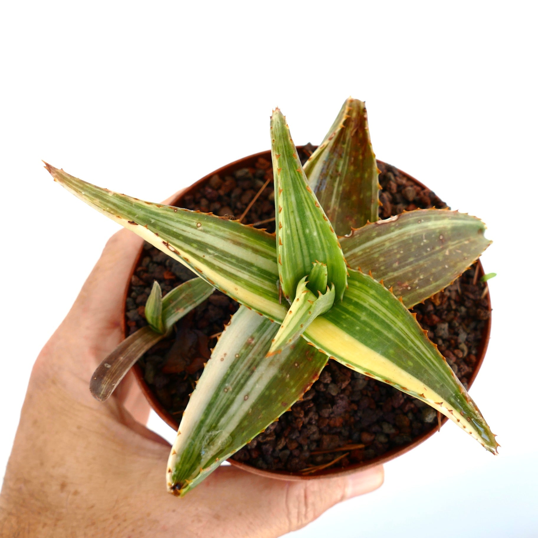 Agave saponaria | Botanical Archive | Discover Unique Varieties