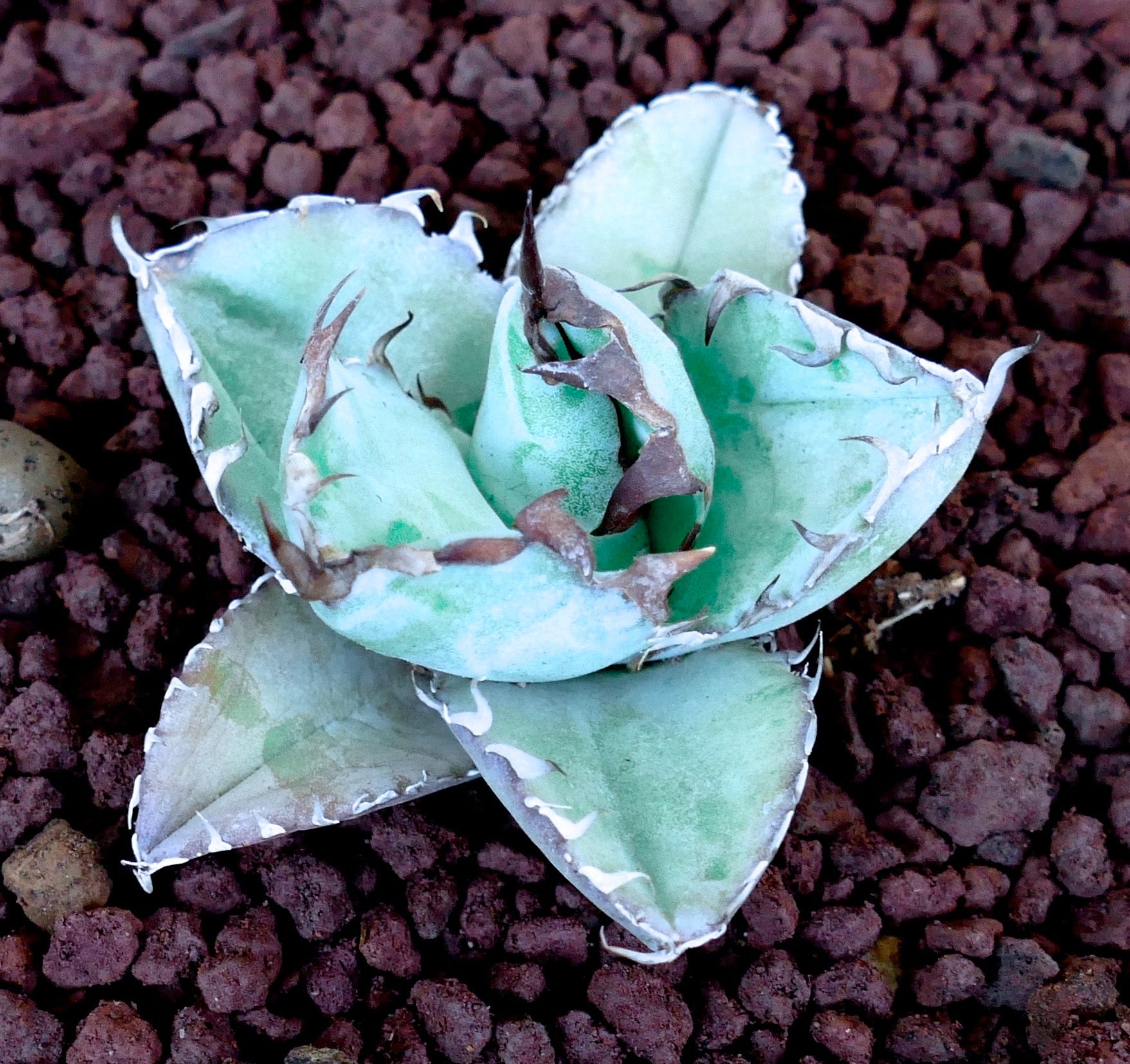 Agave titanota BLUE FORM | Semillas Raras | Envío Mundial | Comprar