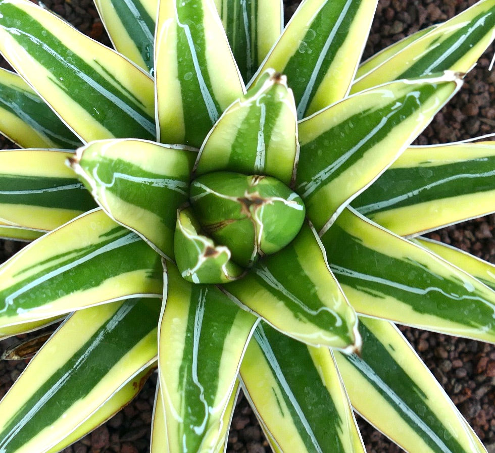 Agave victoriae-reginae | Botanical Archive | Jetzt entdecken