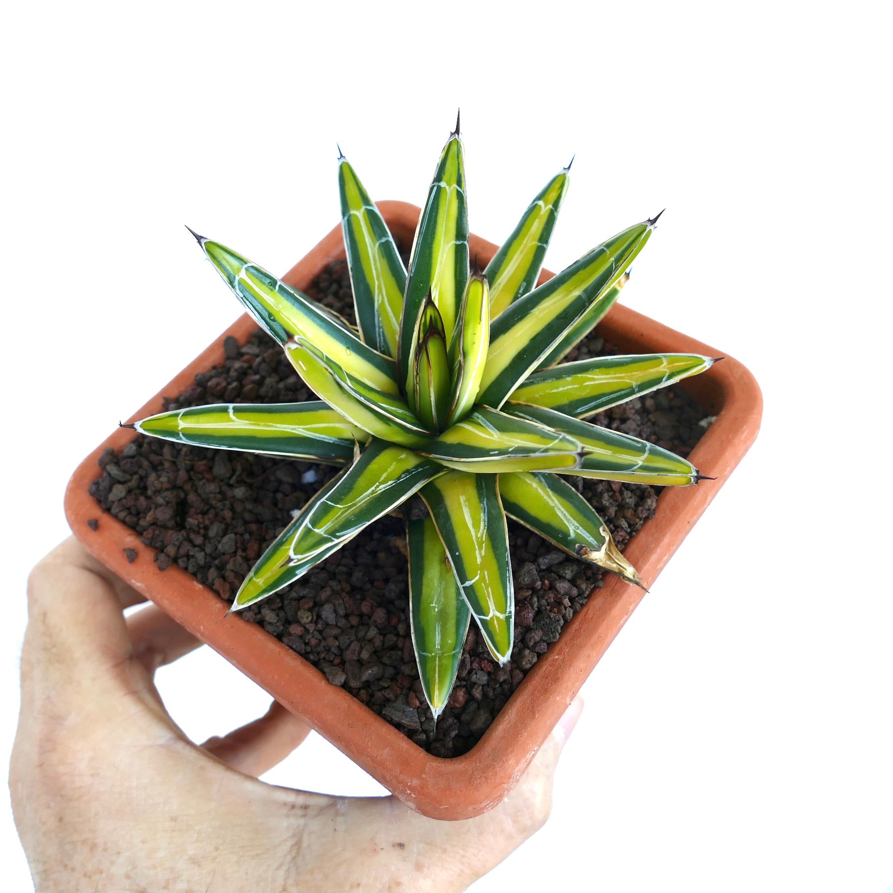 Agave victoriae-reginae | Botanical Archive | Rare Succulent Gems