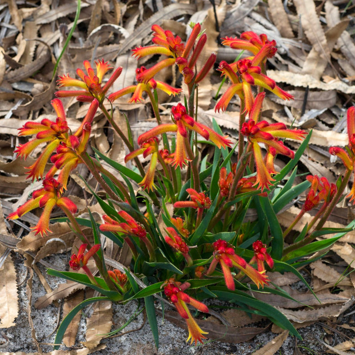 Anigozanthos humilis | Cat’s Paw | Dwarf Kangaroo Paw | Buy Now