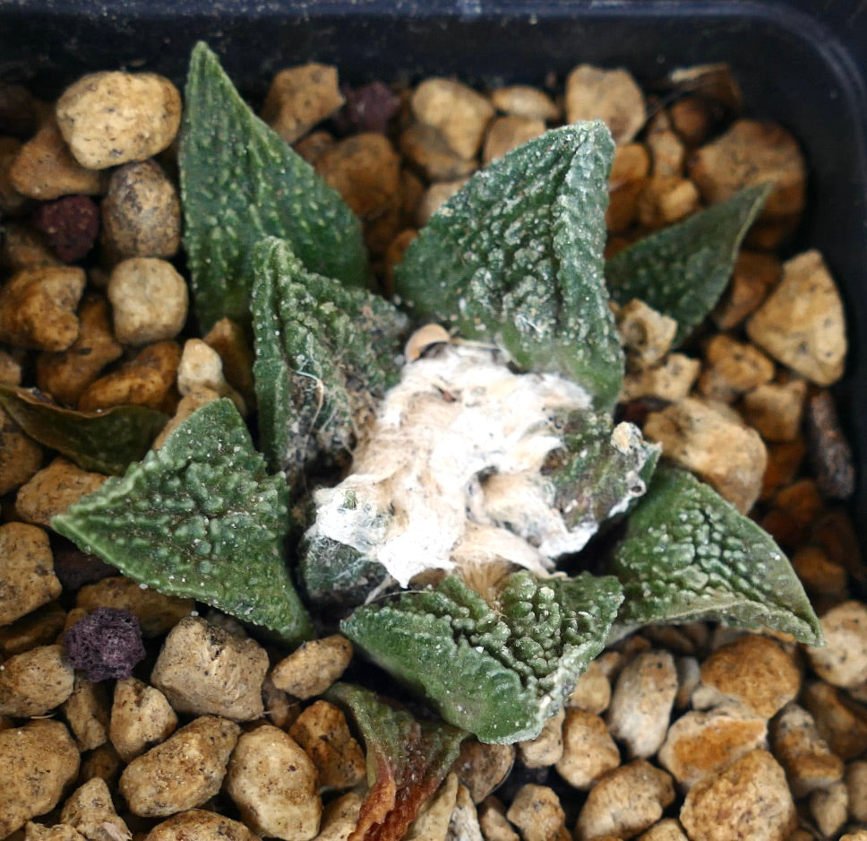 Ariocarpus fissuratus | Botanical Archive | Unique Cactus Collection