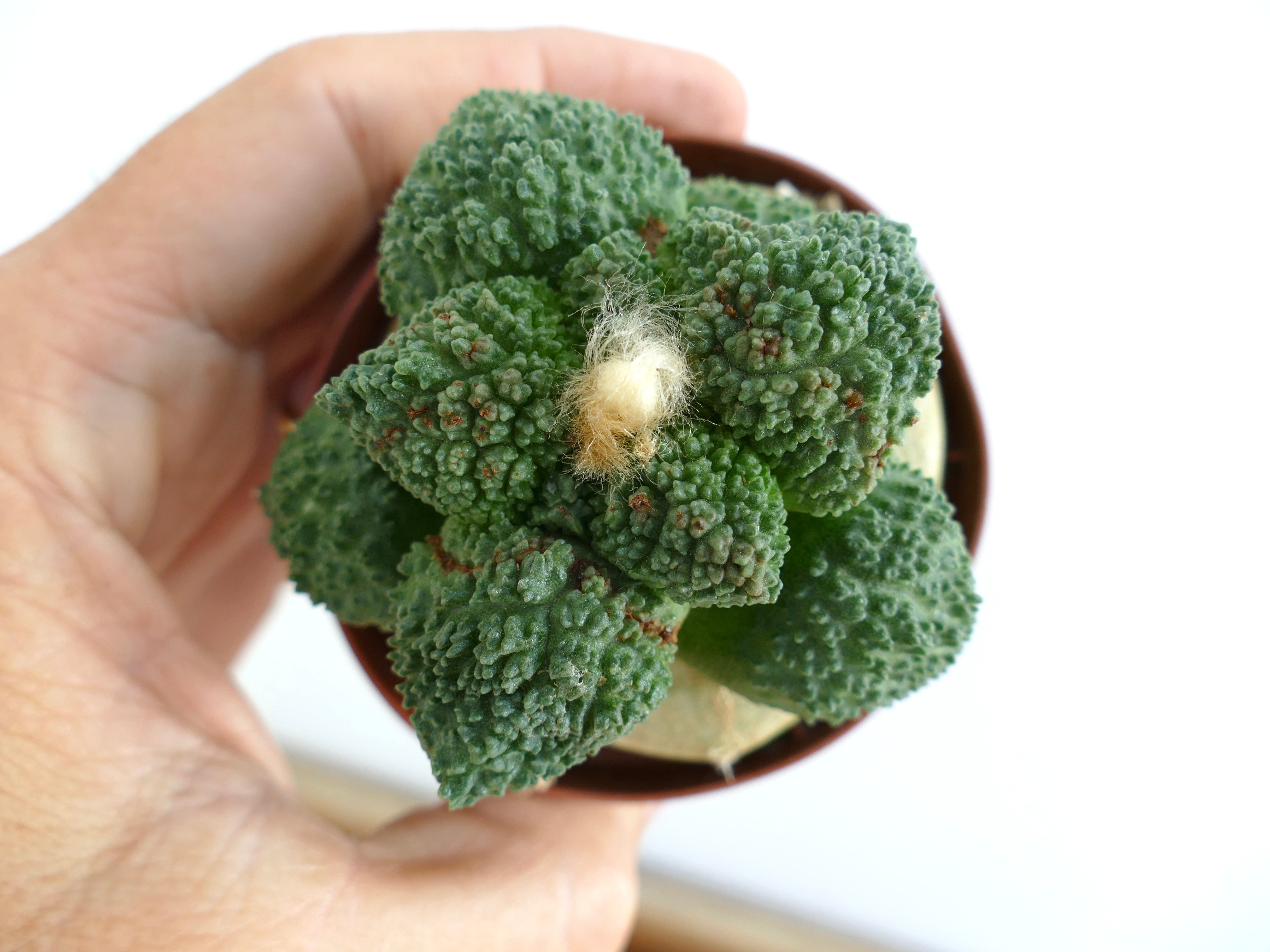 Ariocarpus fissuratus cv GODZILLA | Botanical Archive | Very Rare