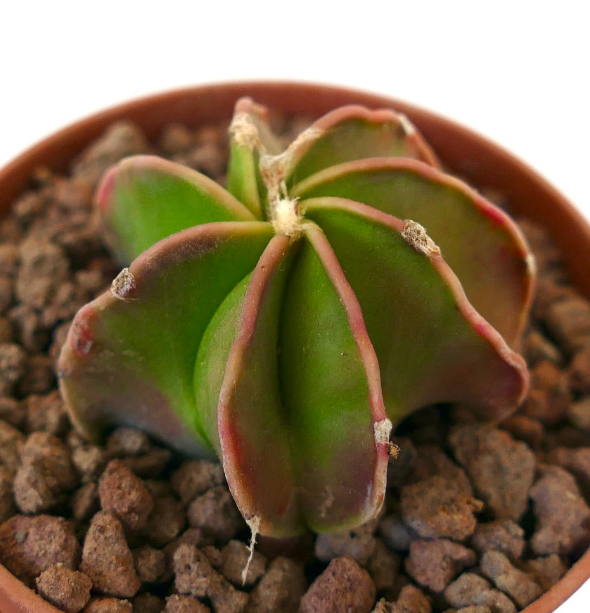 Astrophytum | Botanical Archive | Unique Succulents Available ...