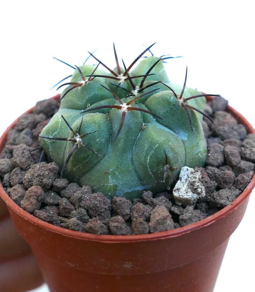Copiapoa solaris X cinerea SPF6 – Botanical Archive