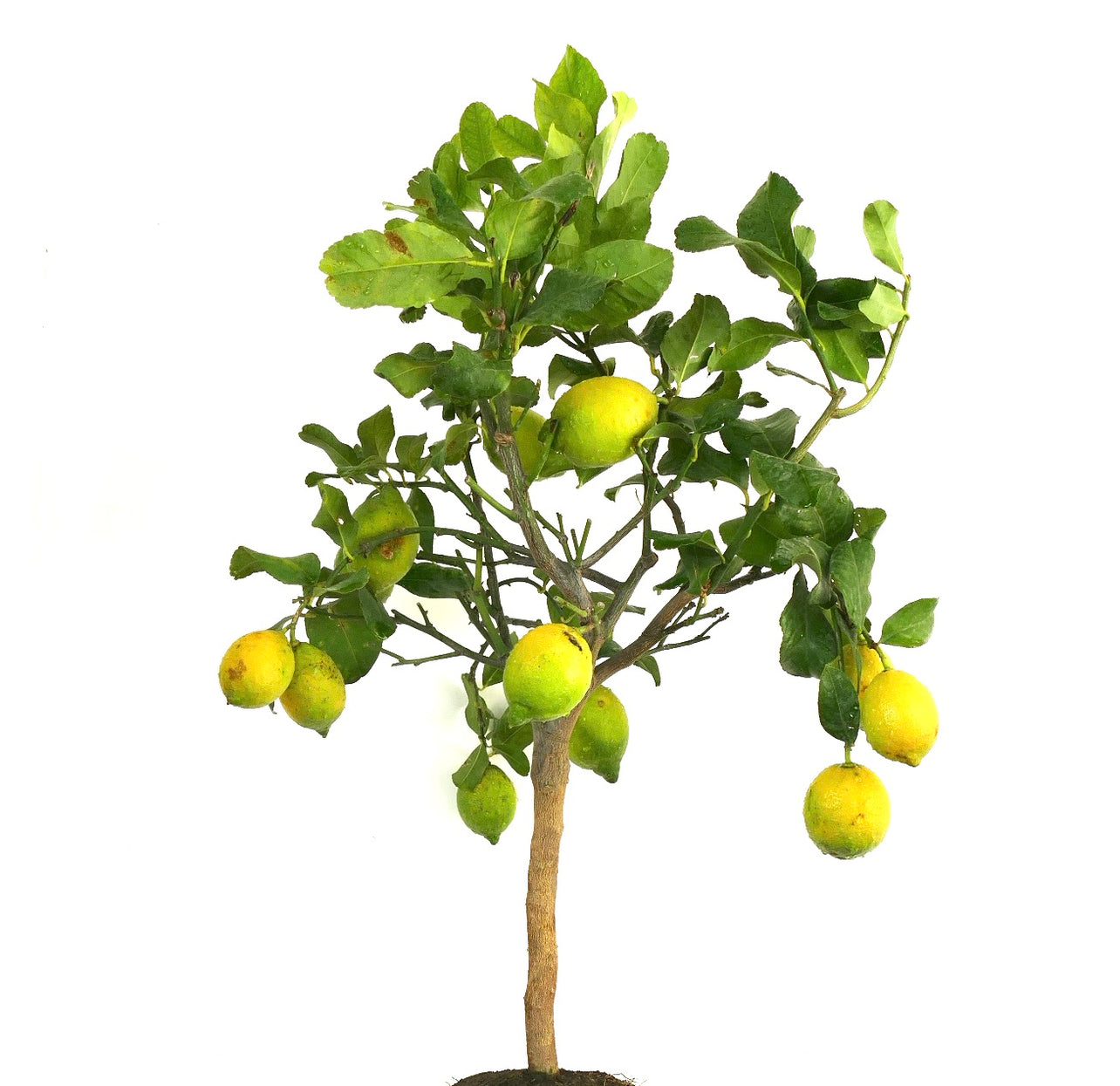 Citrus Trees Collection | Botanical Archive | Buy Our Rare Citrus ...