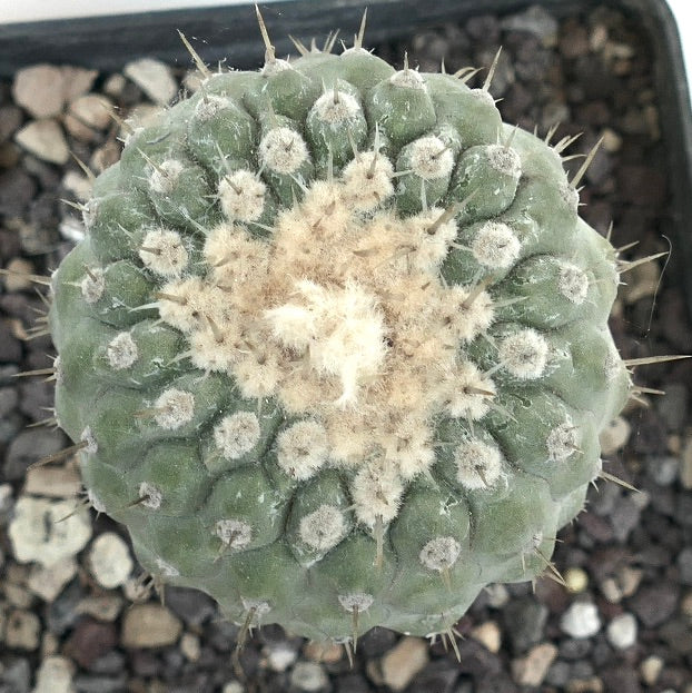 Copiapoa colonna-alba cv albispina | Botanical Archive | Spine bianche