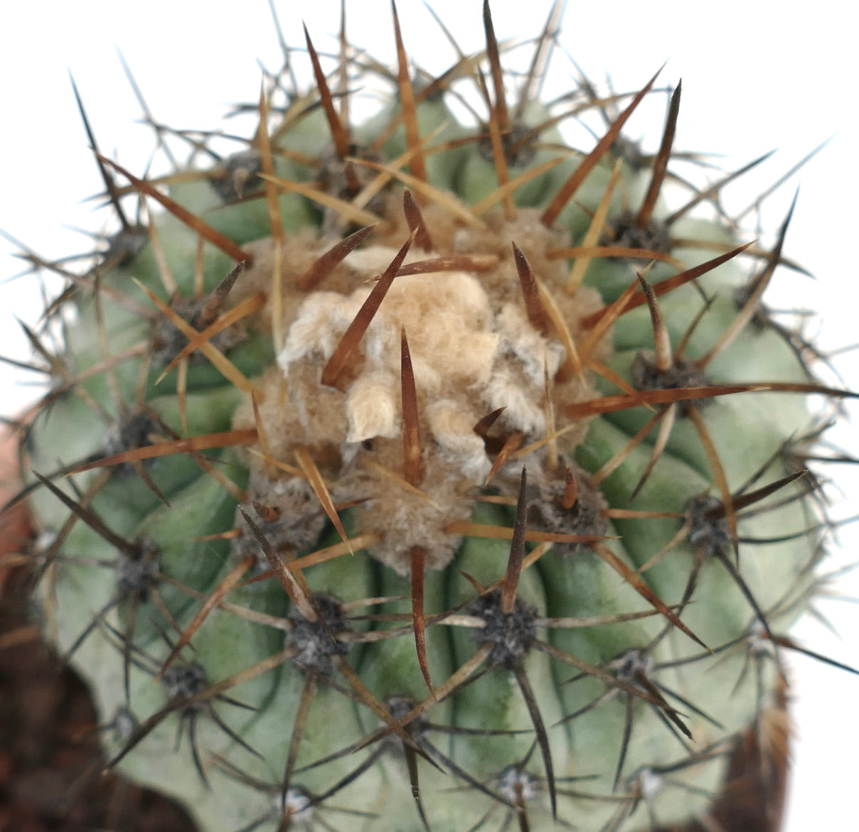 Copiapoa columna-alba X Copiapoa goldii | Botanical Archive | Buy Now