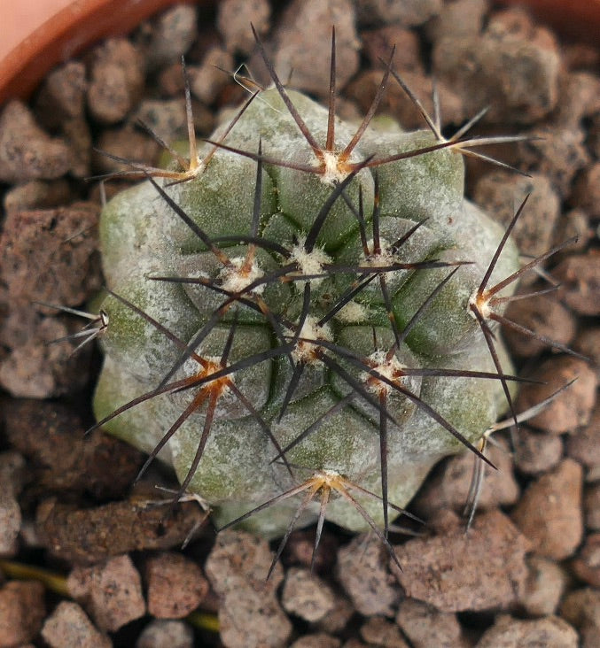 Copiapoa dealbata Hybrid | Botanical Archive | Rare Find | Buy Now