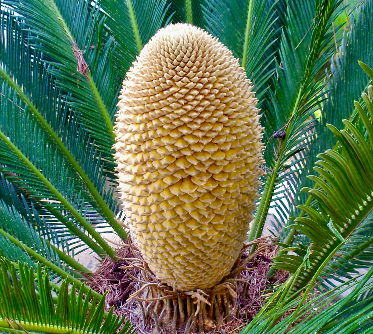 Cycas revoluta SEEDS - Botanical Archive