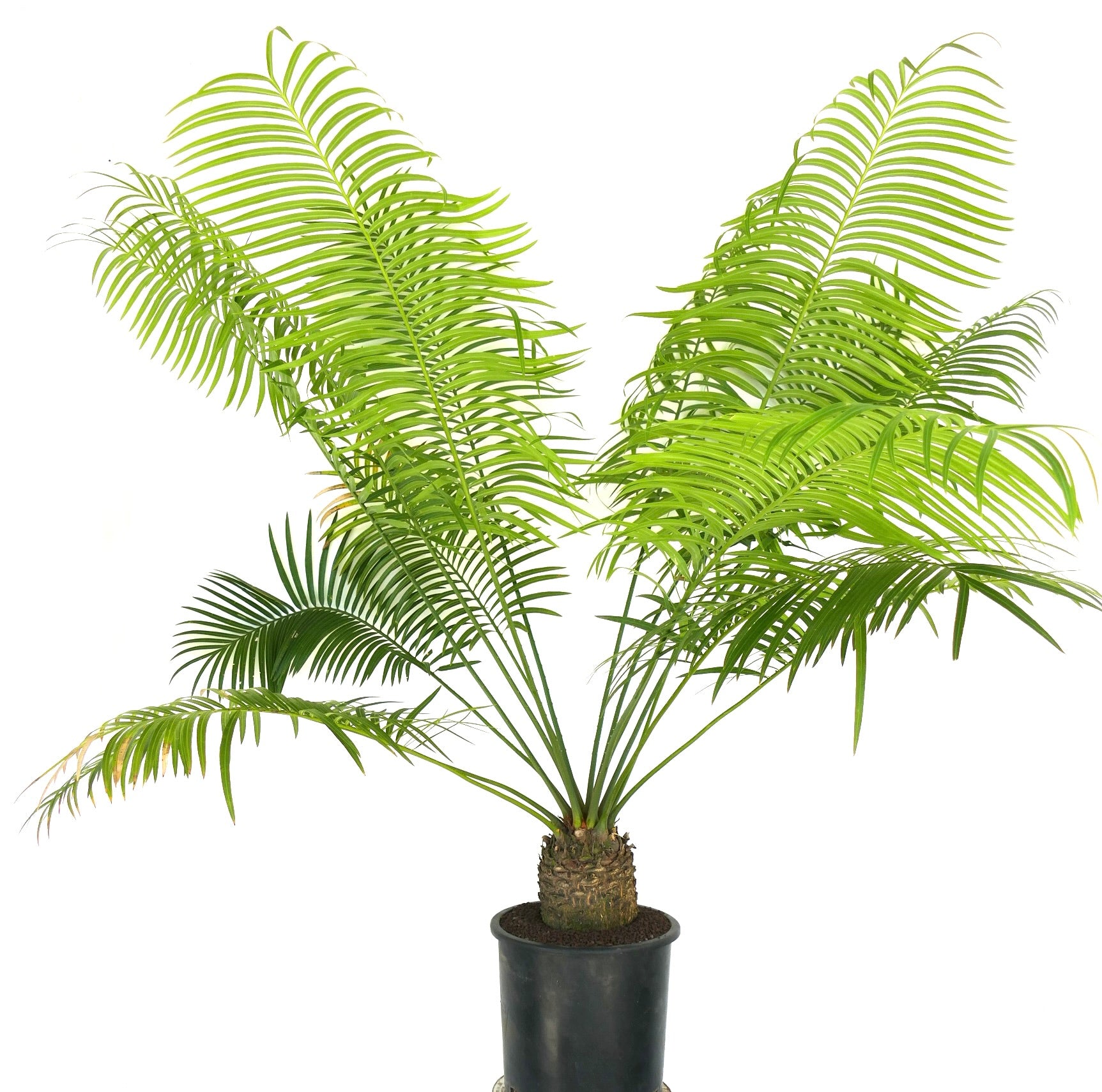 Cycas chevalieri | Botanical Archive | Rare Plants Sent Worldwide