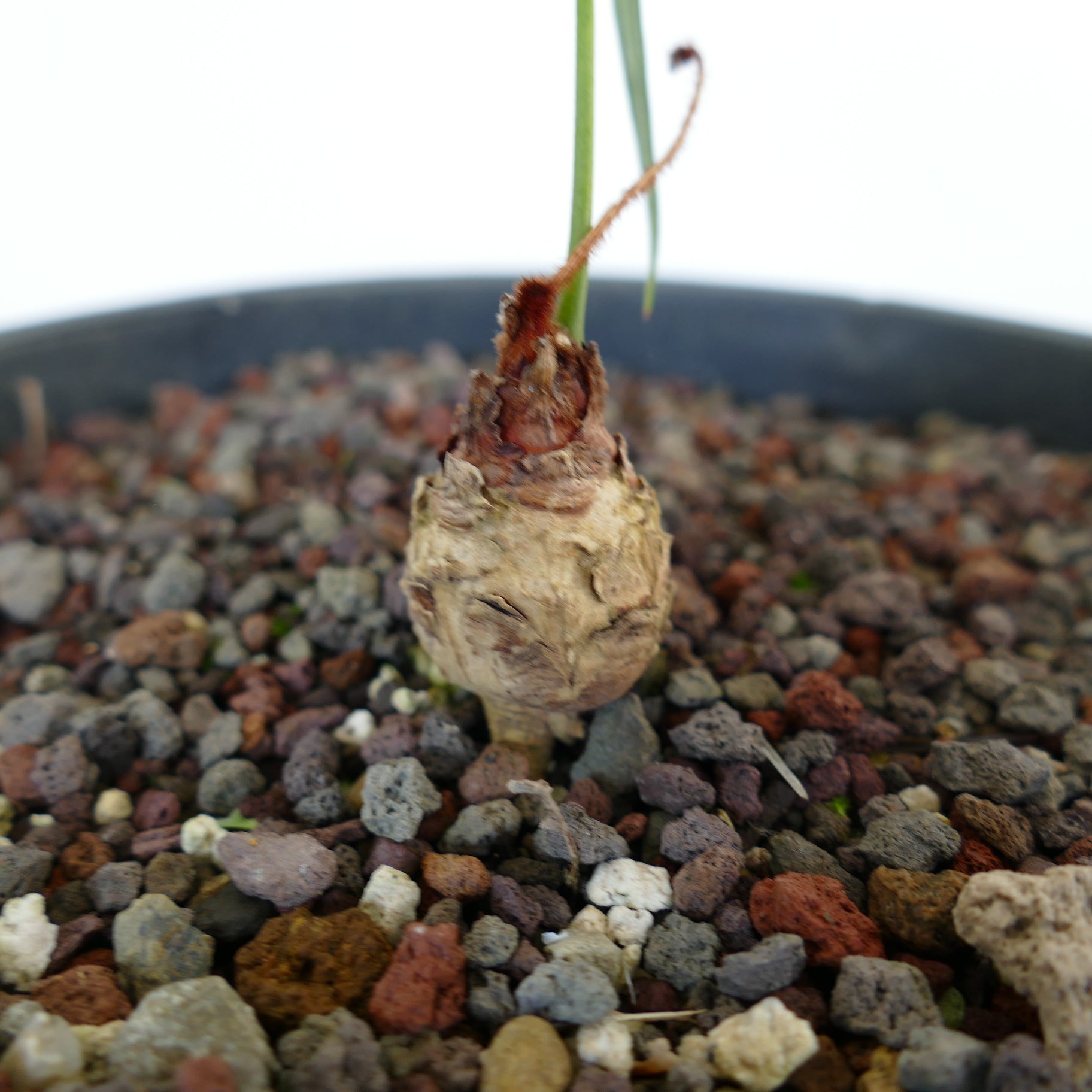 Cycas chevalieri | Botanical Archive | Ancient Seed Plant - Botanical ...