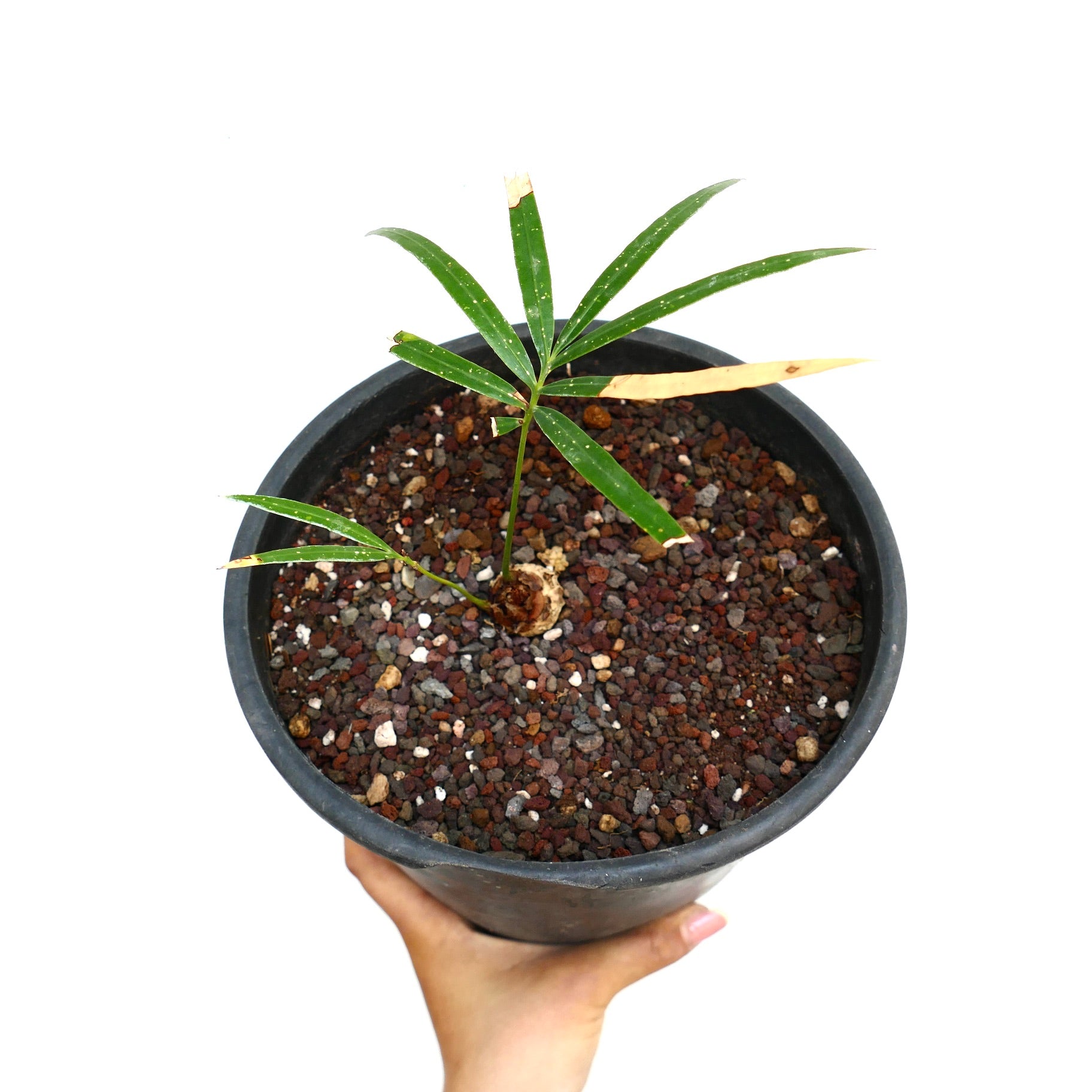 Cycas chevalieri | Botanical Archive | Rare Cycad Collection ...