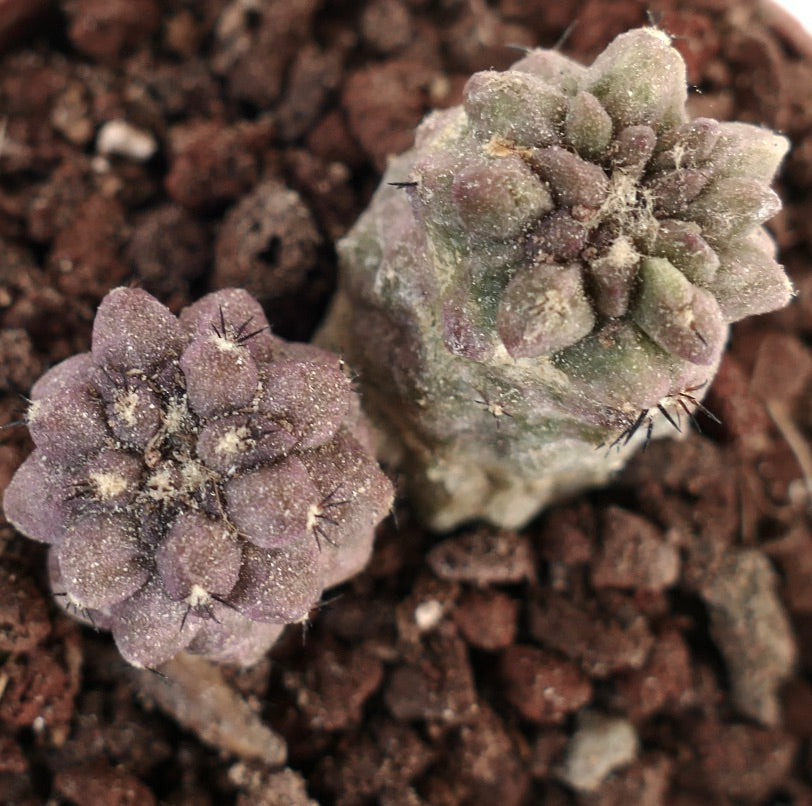 Copiapoa cinerea X Copiapoa sp. HYBRIDS (2 seedlings)