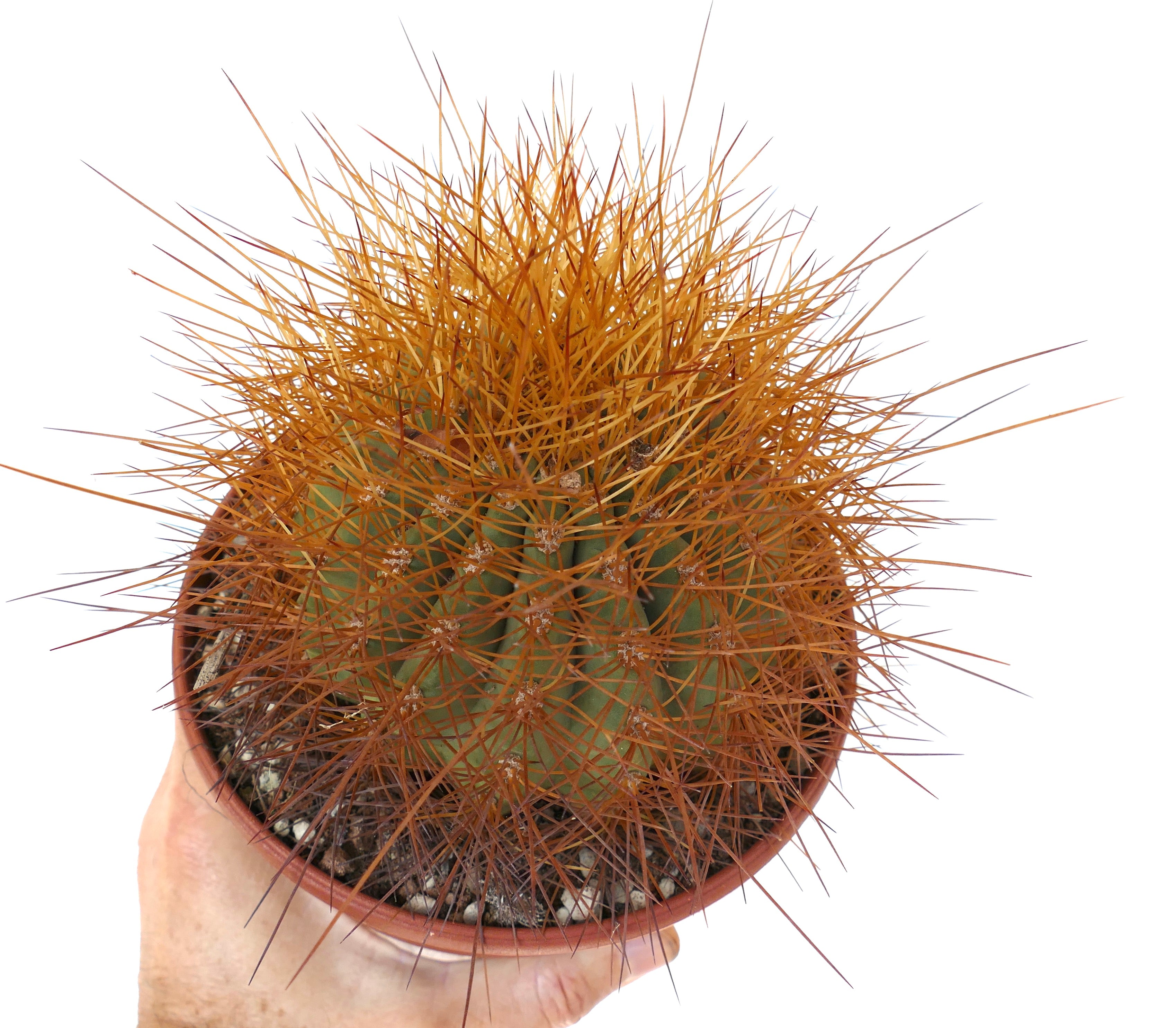 Denmoza rhodacantha | Discover Unique Cacti for Your Collection