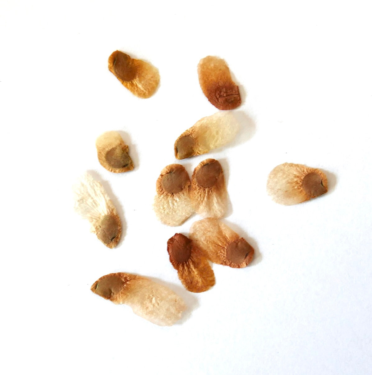 Dioscorea elephantipes SEEDS | Grow Unique Elephant's Foot Plants