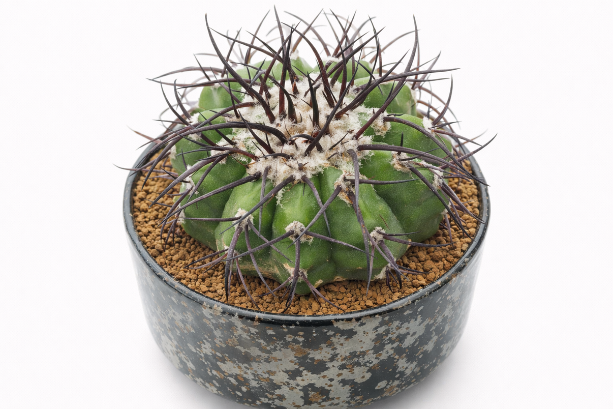 Discocactus sp. SEEDS | Unique Cacti for Exotic Gardens