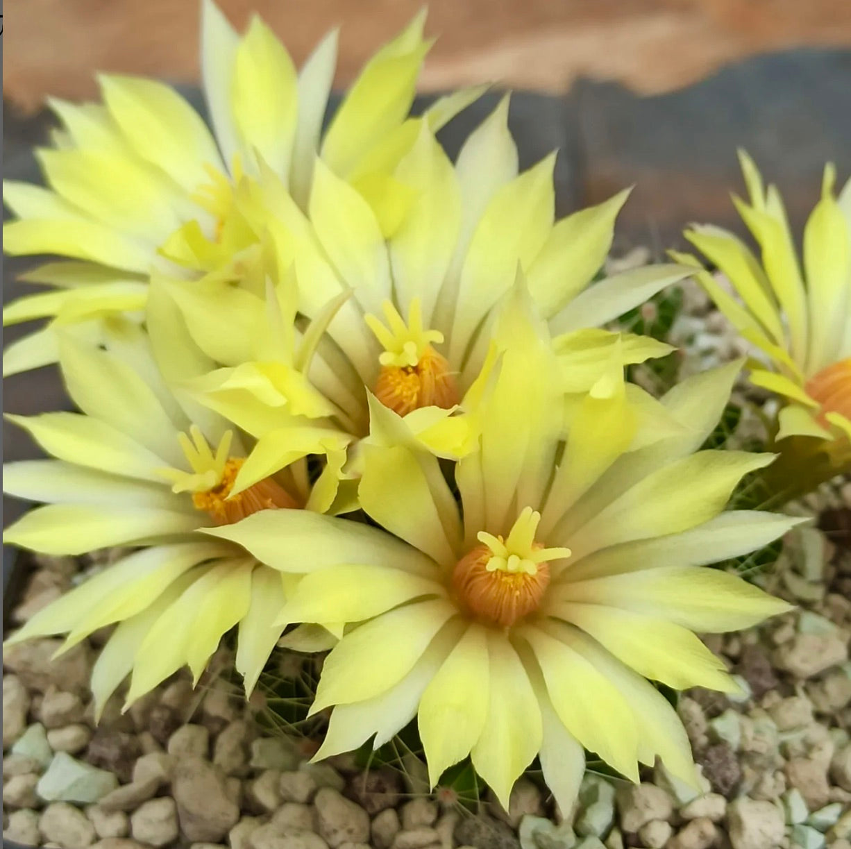 Matucana polzii | Botanical Archive | Rare Cactus Collection