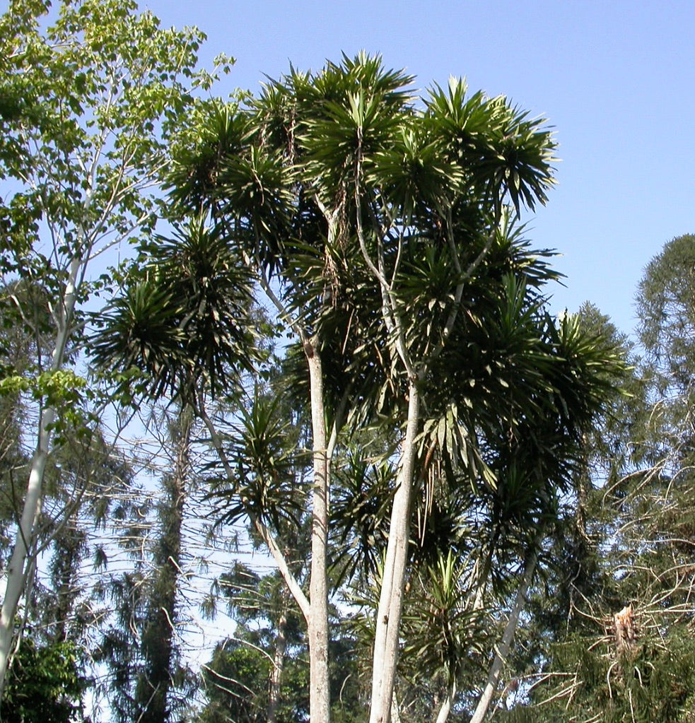 Dracaena arborea SEEDS | Cultivate Exotic Foliage at Home