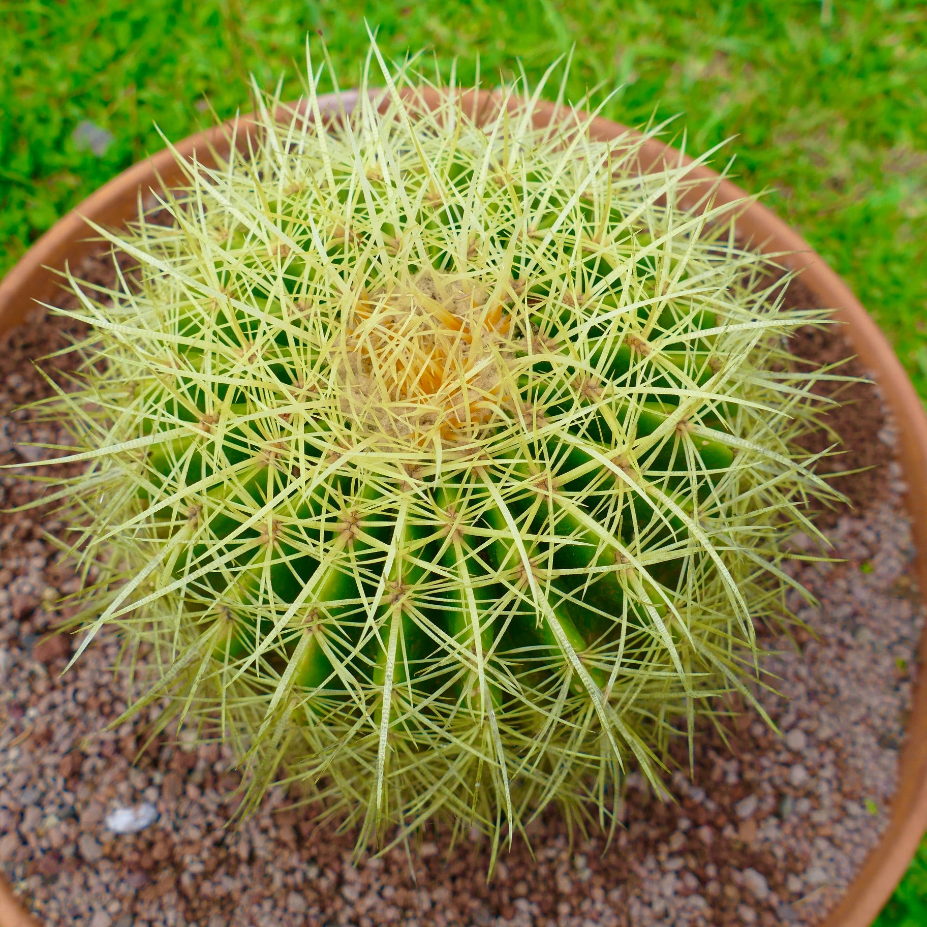 Echinocactus grusonii | Botanical Archive | Prickly Beauty Awaits - Botanical Archive