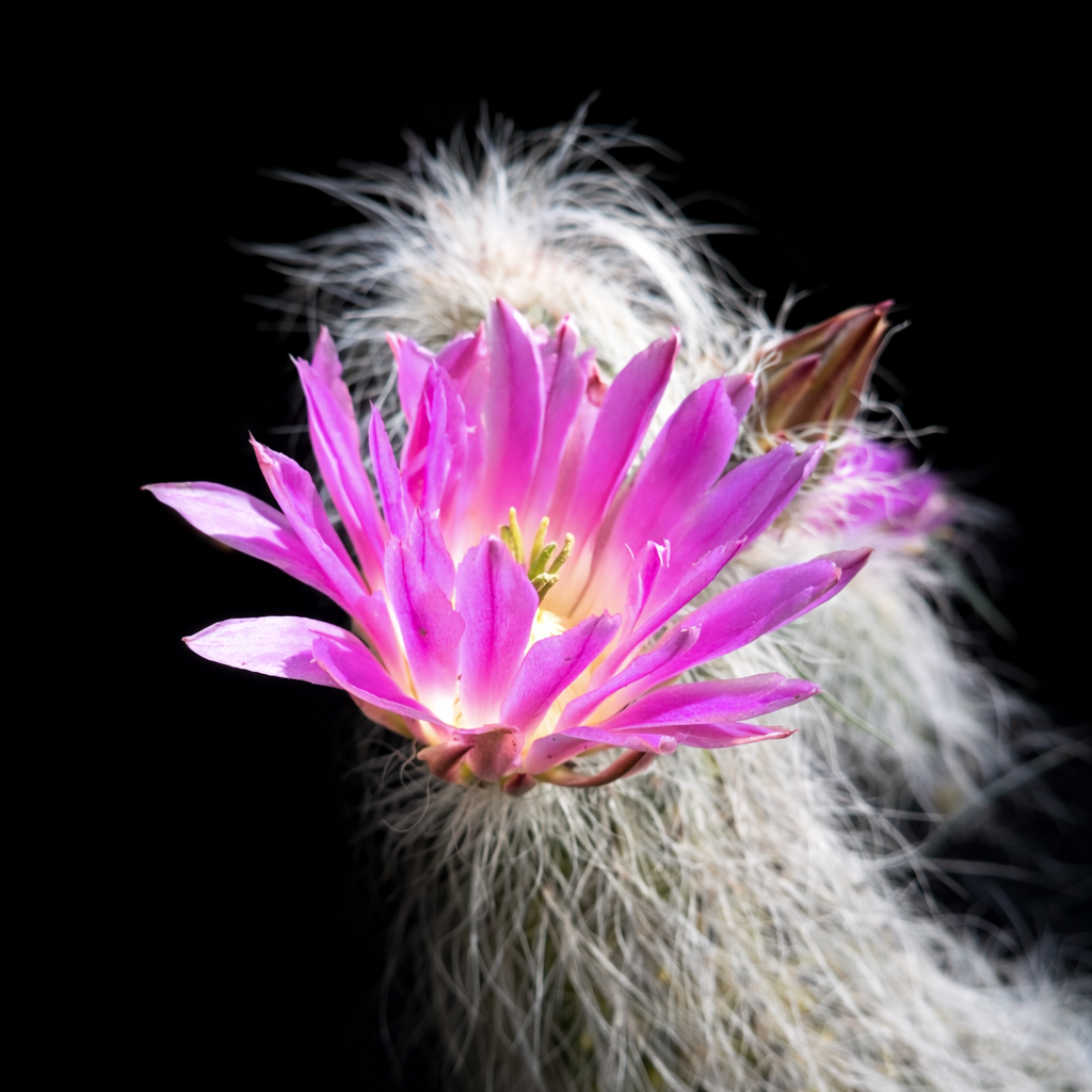 Echinocereus delaetii SEEDS | Transform Your Garden with Unique Cacti