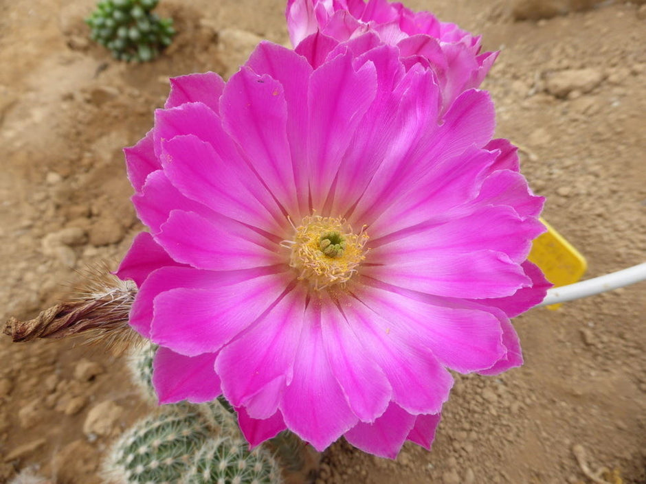 Collezione semi di Echinocereus | Botanical Archive | Acquista Ora