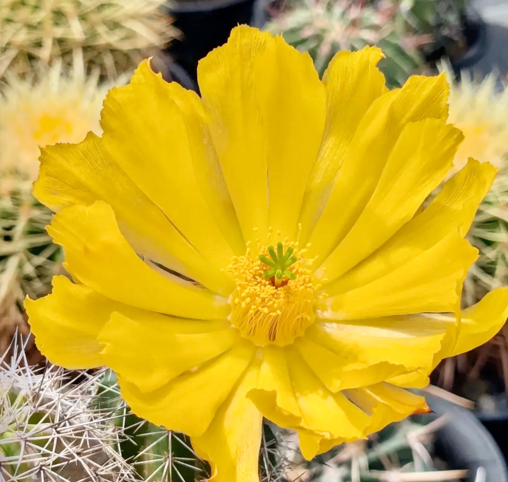 Echinocereus stoloniferus SEEDS | Unique Cacti for Desert Gardens