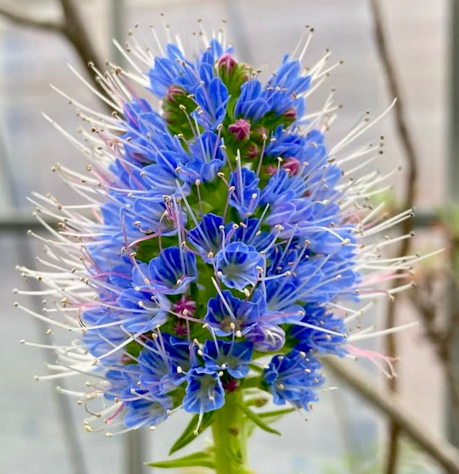 Echium Seeds Collection | Mediterranean Pioneer Origins