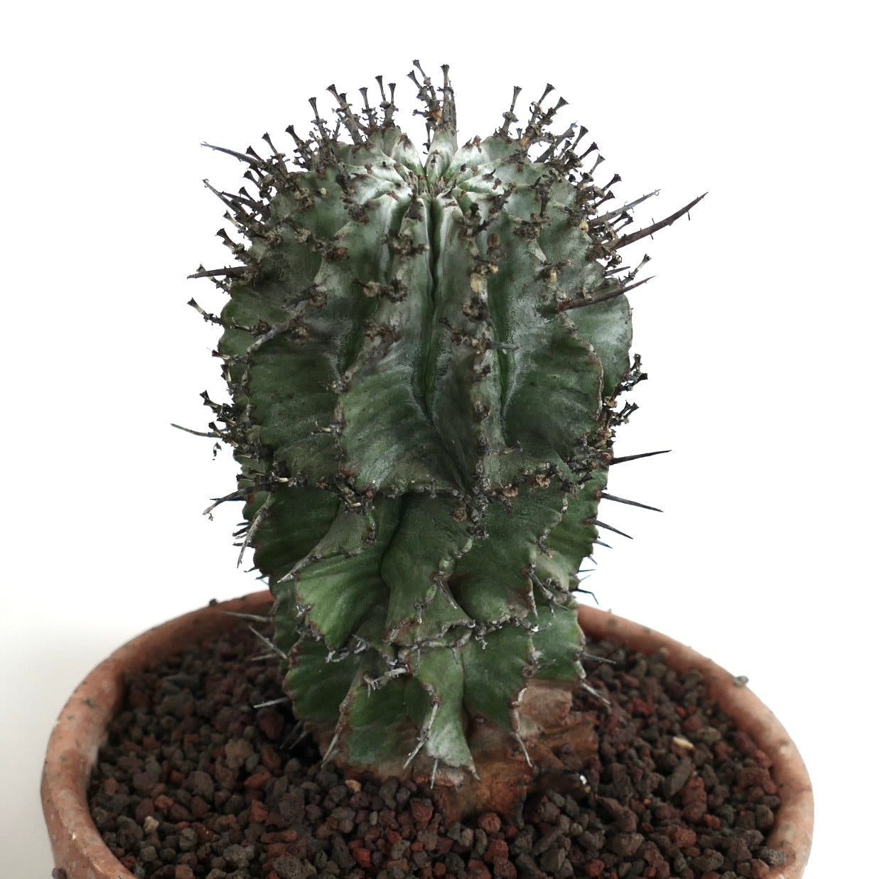 Collezione semi di Echinocactus | Botanical Archive | Acquista Ora