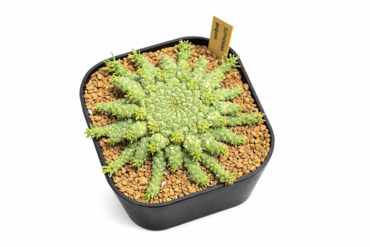 Euphorbia gorgonis SEEDS | Add Exotic Flair to Your Garden