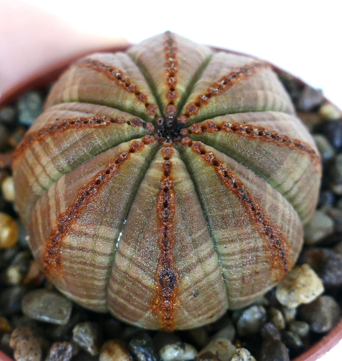 Euphorbia obesa | Botanical Archive | Selección Única de Suculentas