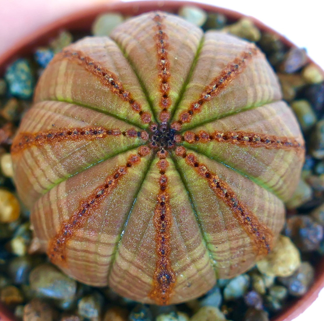 Euphorbia obesa | Botanical Archive | Selección Única de Suculentas