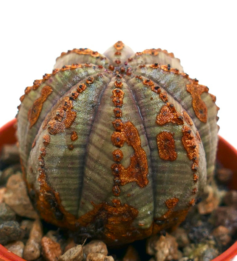 Euphorbia obesa | Botanical Archive | Unique Botanical Sphere