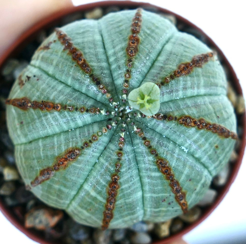 Euphorbia obesa | Botanical Archive | Unique Succulents Await