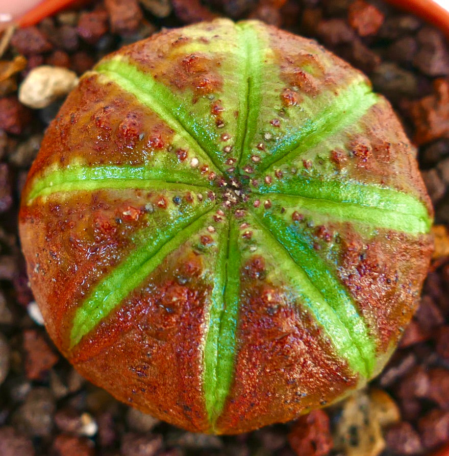 Euphorbia obesa GREEN STAR SHAPE 2053 | Botanical Archive | Buy