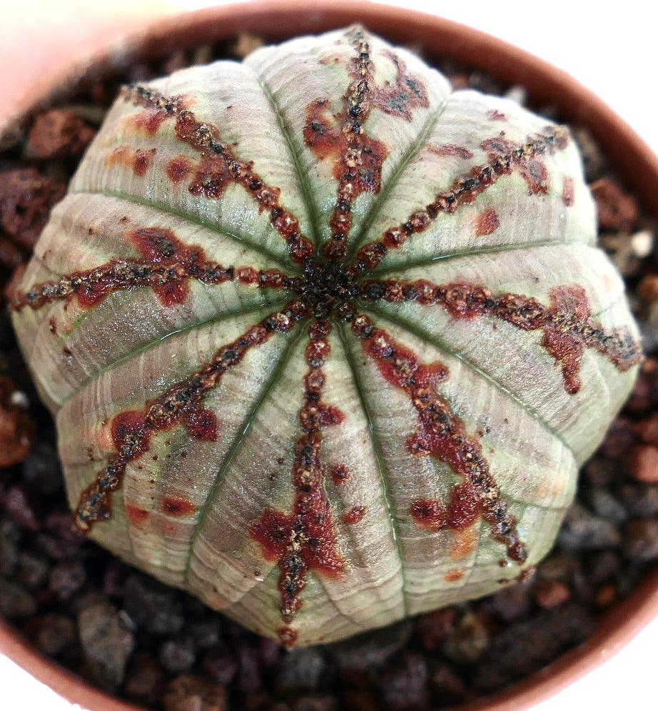 Euphorbia obesa GRIGIA con puntini | Rara Pianta | Acquista Ora