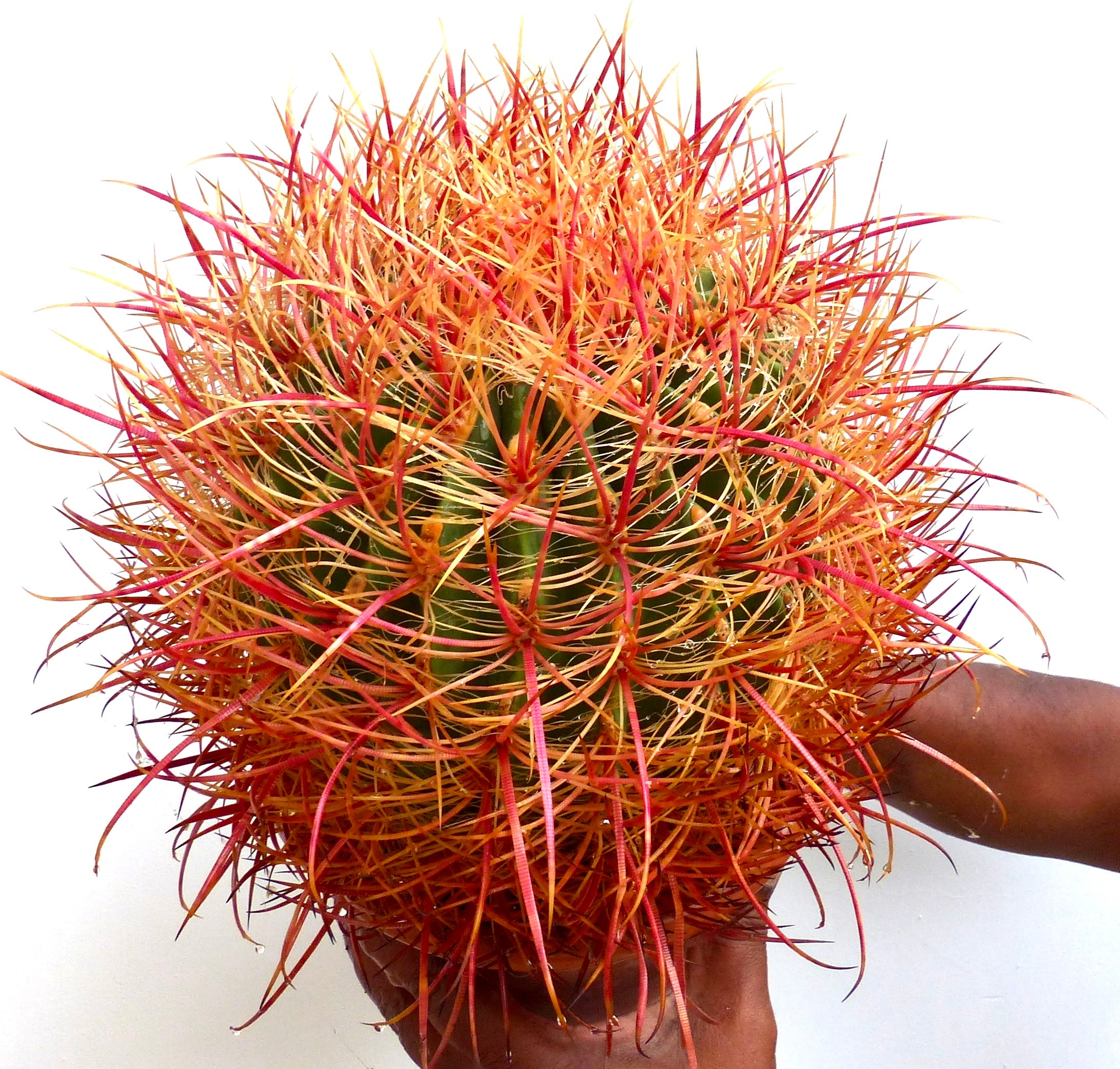Ferocactus chrysacanthus | Botanical Archive | Prickly Beauty