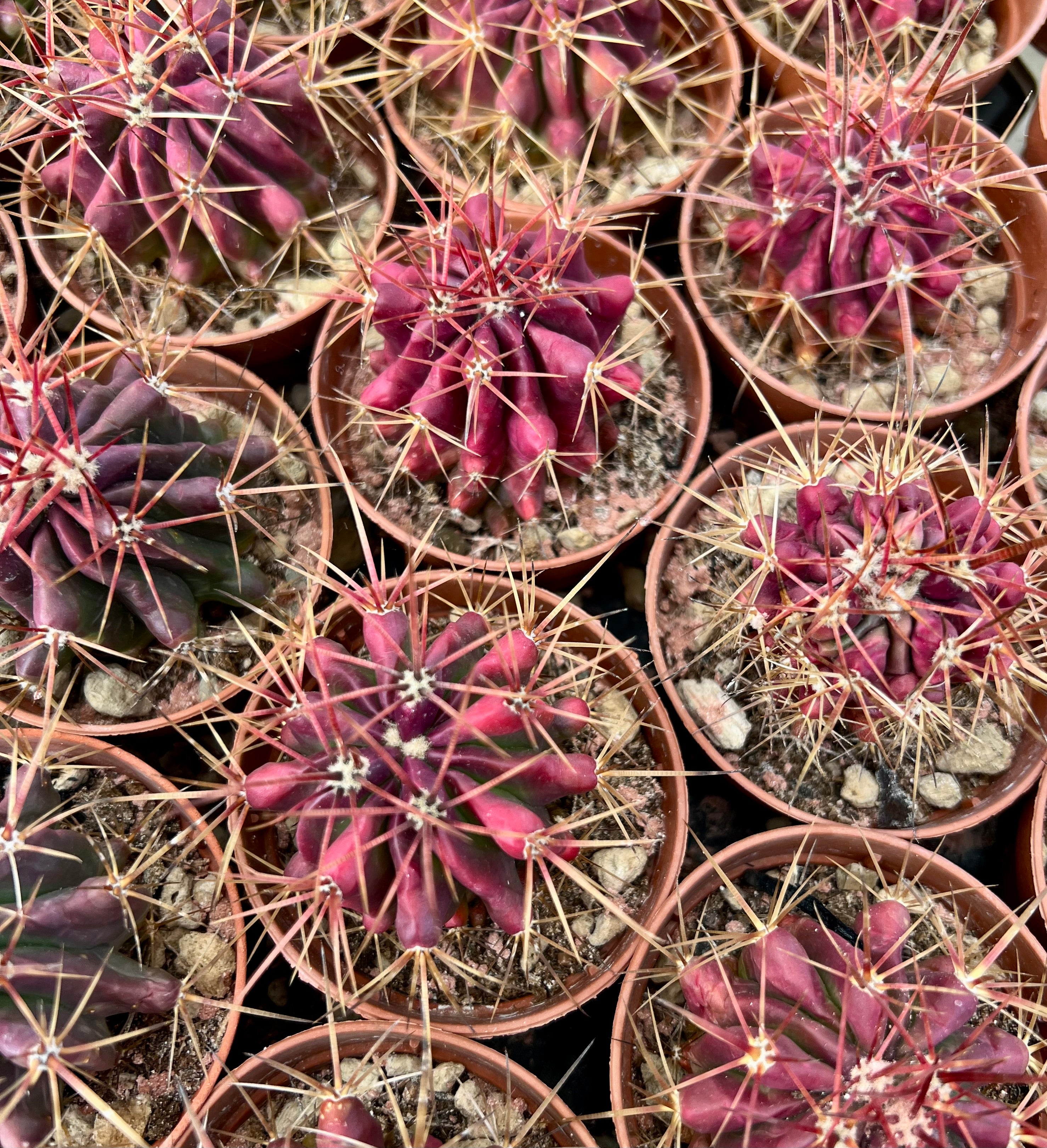 Ferocactus stainesii | Botanical Archive | Unique Cactus Species ...