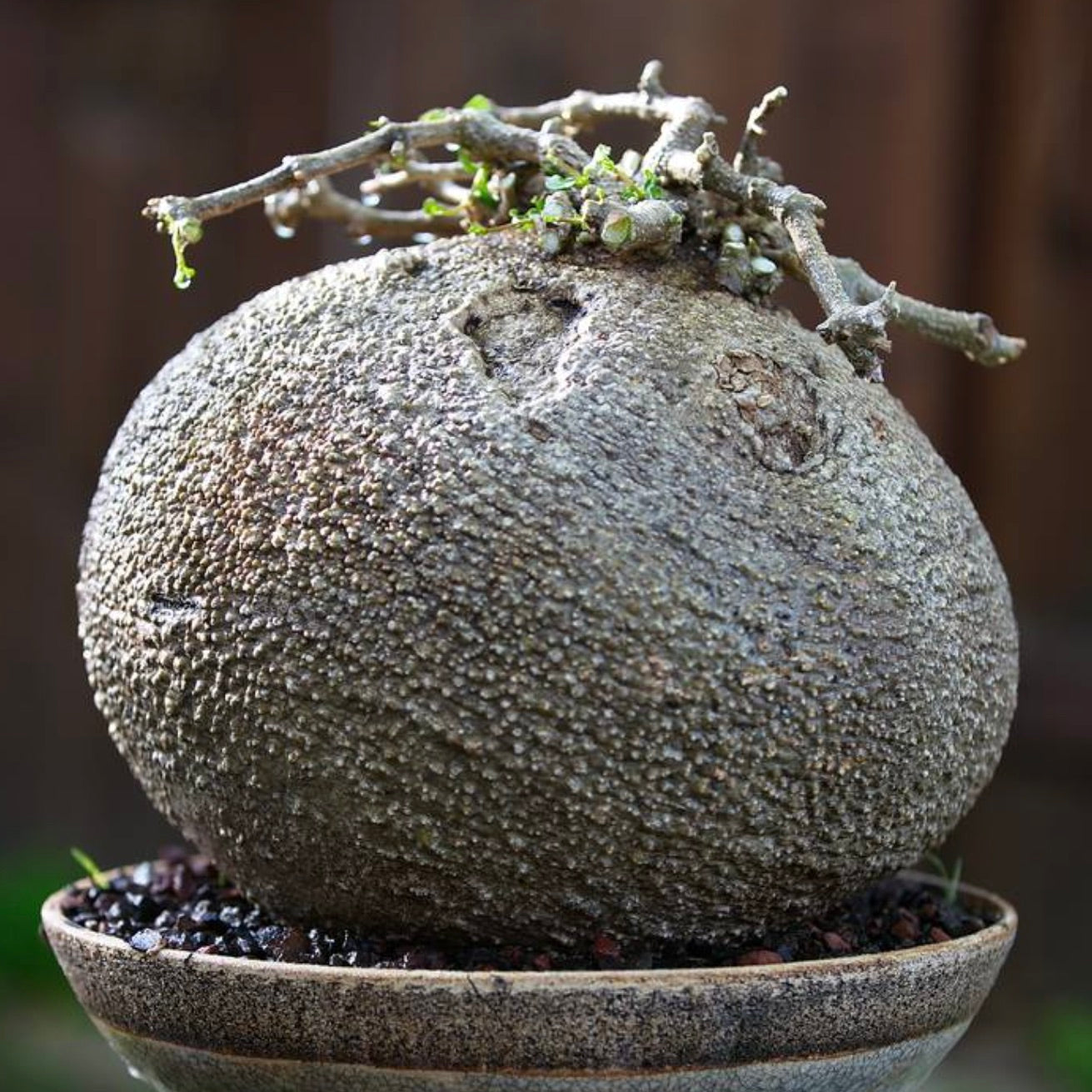Fockea edulis | Rare Succulents Caudex Plants & Seeds | Buy Now ...