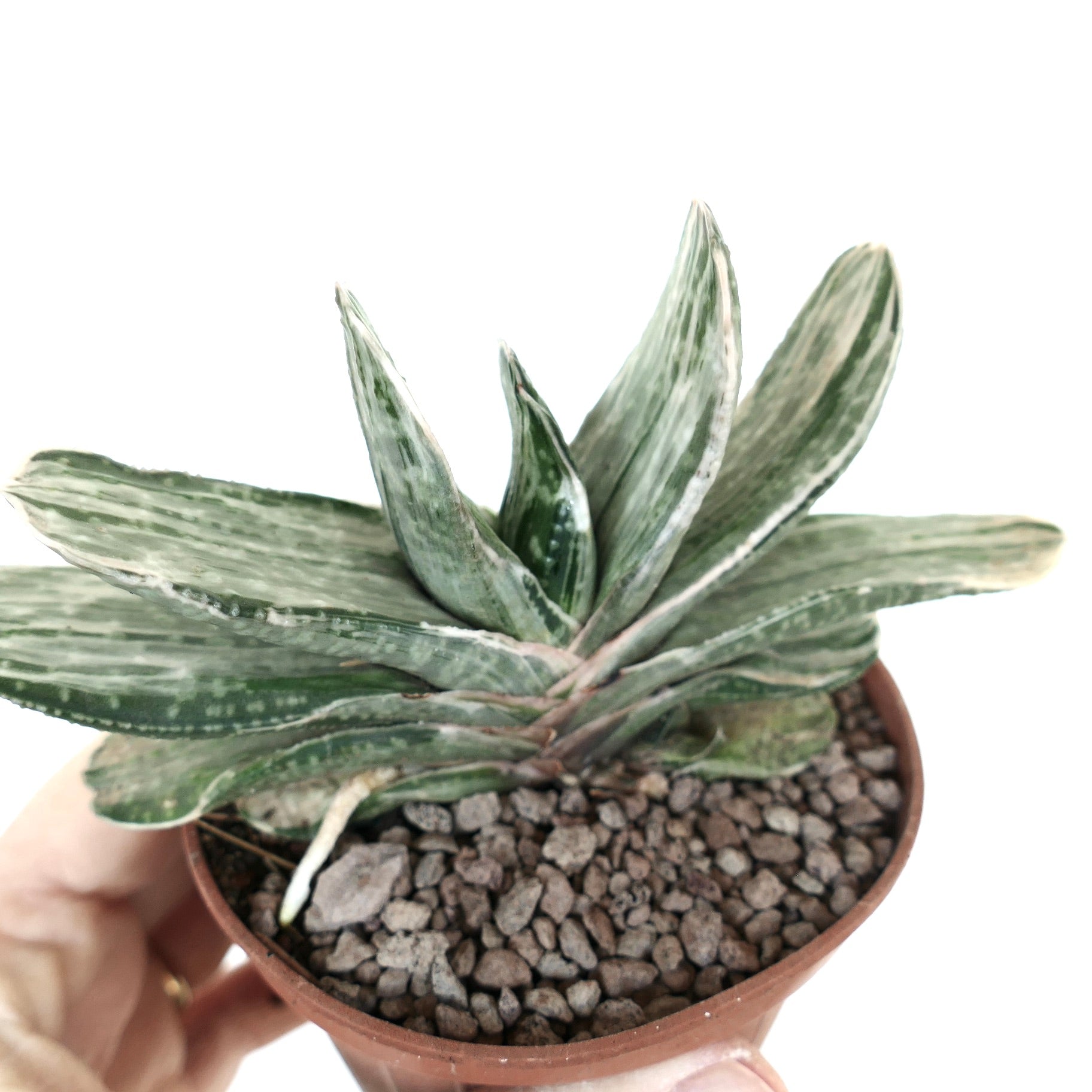 Gasteria marmorata 'ARAISO' | Botanical Archive | Variegated Succulent